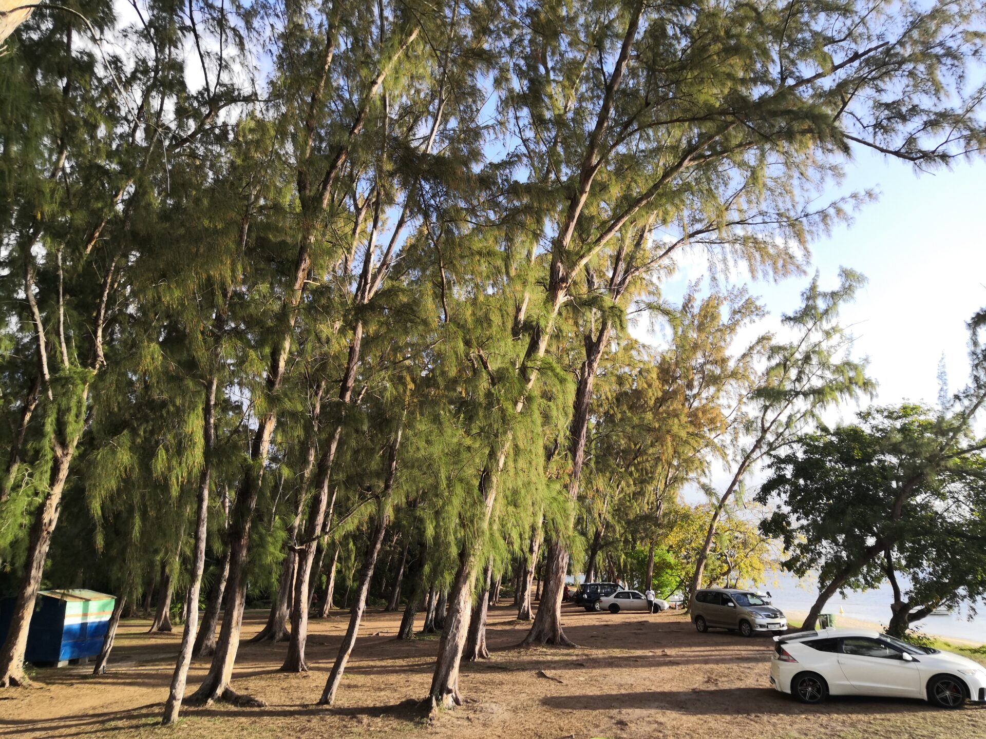 Les Filaos, arbres mythiques de l'ile Maurice, se cachent pour mourir ...